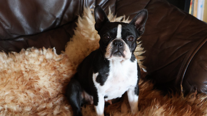 BOSTON TERRIER :: BLACK BRILL